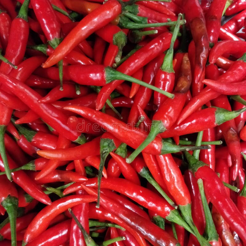 Red chilli stock photo. Image of chilli, ingredients - 105553612
