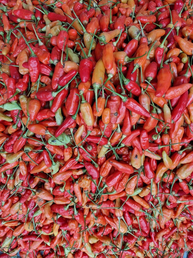 Red Chilli on track stock photo. Image of crop, food - 206188666