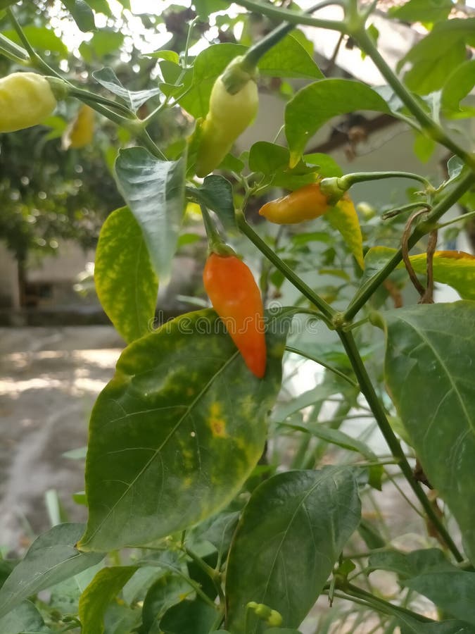 Red Chilli on the tree stock photo. Image of citrus - 230505462