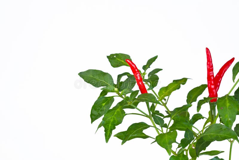 Red chilli on tree stock photo. Image of growth, background - 27198522