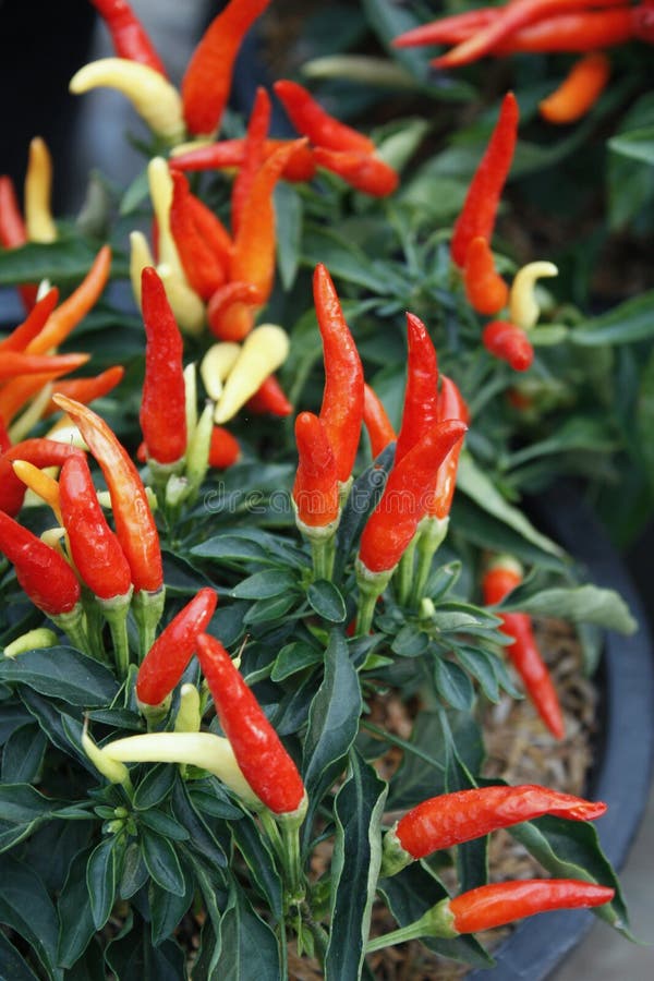 Red chilli tree stock photo. Image of capsicum, peppers - 57684406