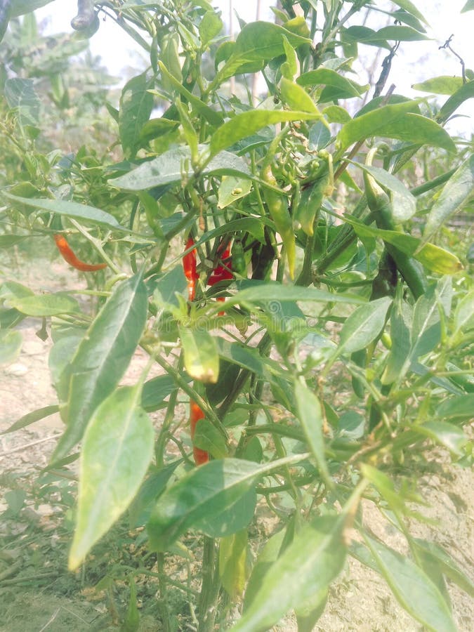 Red chilli Tree in India. stock photo. Image of flower - 173718336