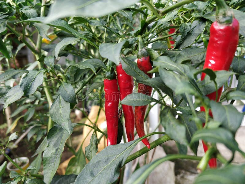 Red chilli tree stock photo. Image of tree, green, nature - 278036078