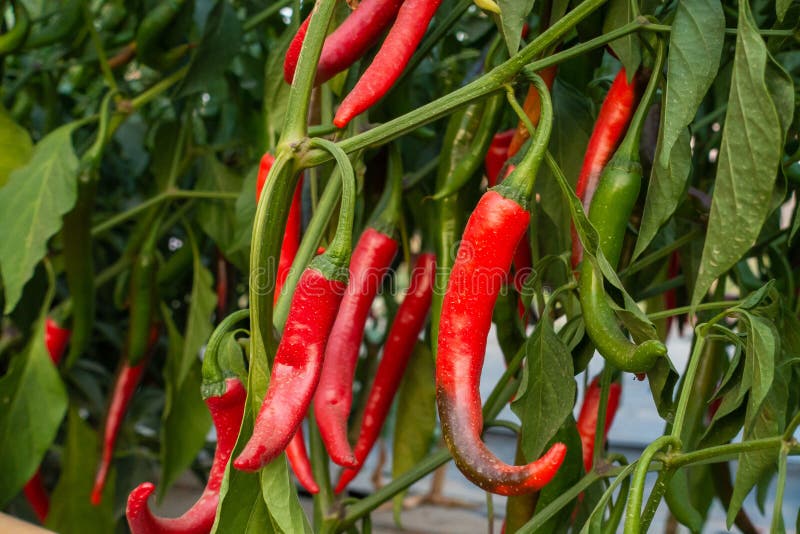 Red Chilli Tree in the Thai Garden, Thailand Stock Photo - Image of ...