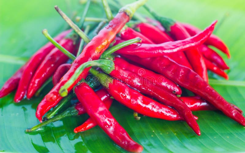 Red Chilli is Very Hot in Thai Food Stock Photo - Image of fresh, spice ...