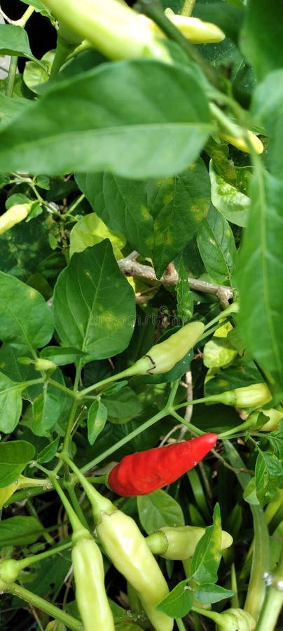 The Red Chilli among the White One Stock Image - Image of white, chilli ...