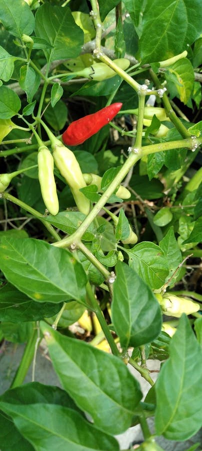 The Red Chilli among the White One Stock Image - Image of bright, white ...