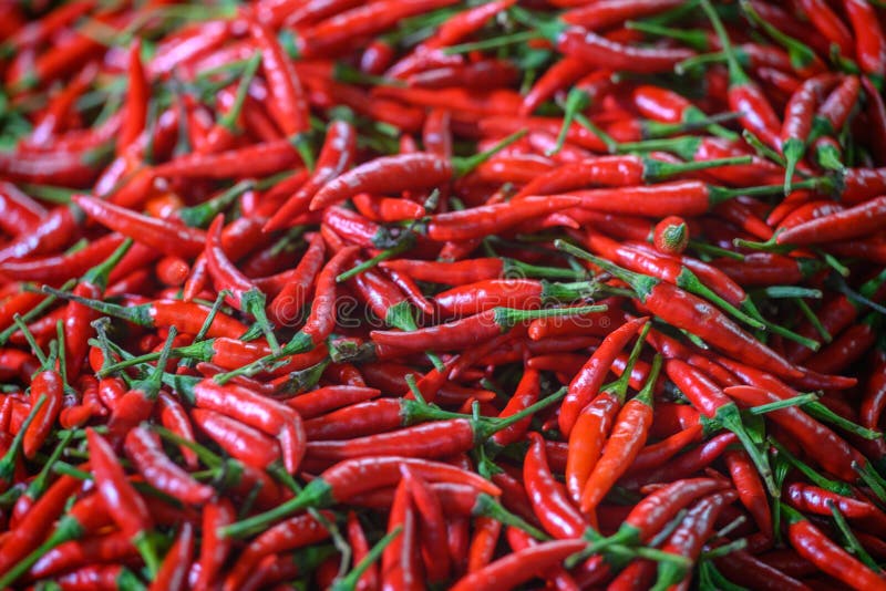 Red chillies stock photo. Image of food, group, freshness - 257966660