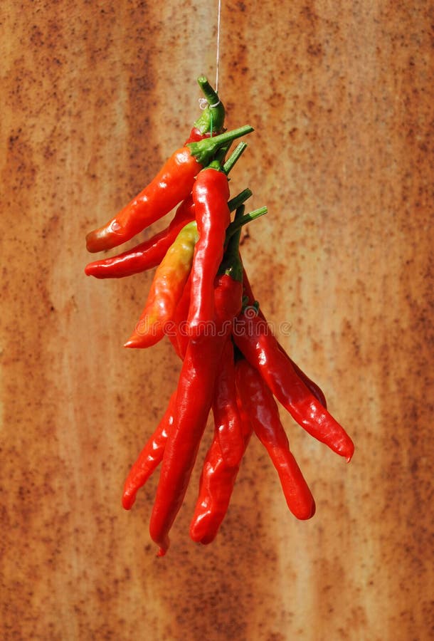 Red Chilli Peppers on Plant Stock Photo - Image of chillis, grow: 11061952