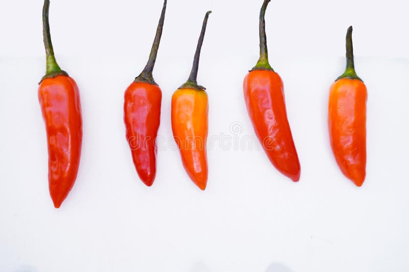 Red Chillis Arranged in a Sequence with White Background Stock Image ...