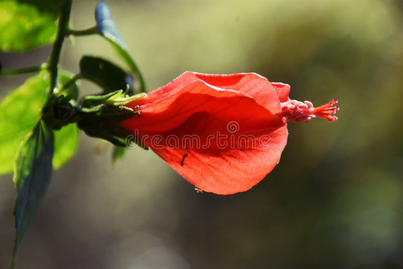 Hibiscus bud stock image. Image of scrub, grey, color - 94957325