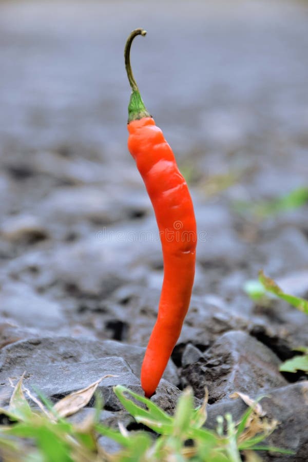 Red Chilly Vegetable stock image. Image of power, healthy - 125646053
