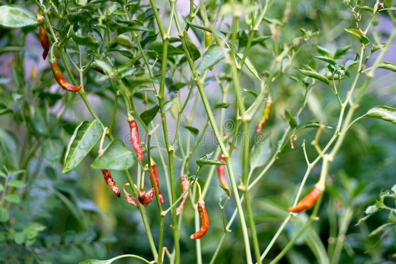 Chilli Farm stock photo. Image of farming, flavor, field - 20977080