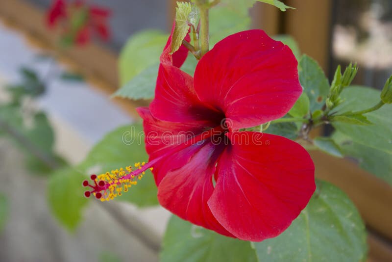 Red China Rose Flower Photo Stock Image - Image of chinese, leaf: 164268675