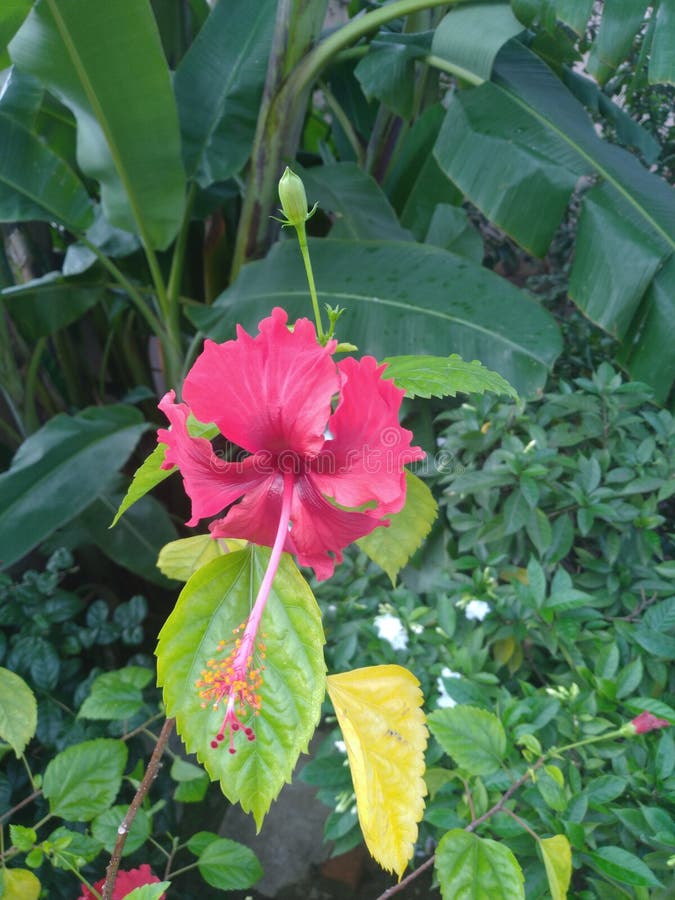 Red China Rose flower stock image. Image of china, tree - 197912907