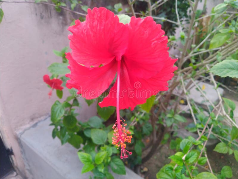 Red China Rose flower stock photo. Image of herb, shrub - 205013146