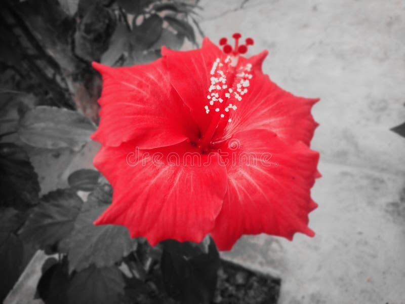 Red China Rose flower stock image. Image of rose, blossom - 206813421