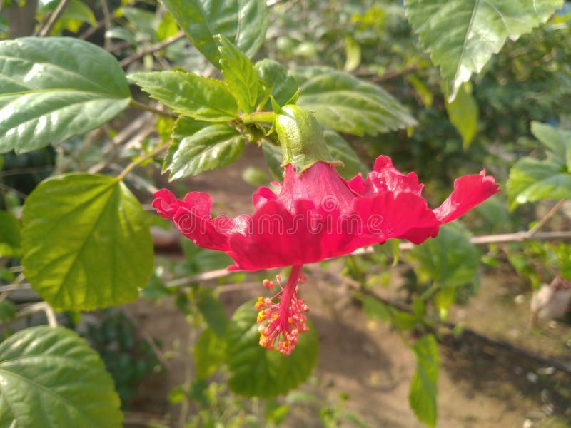 Red China Rose Flower Closeup Stock Image - Image of autumn, rose ...