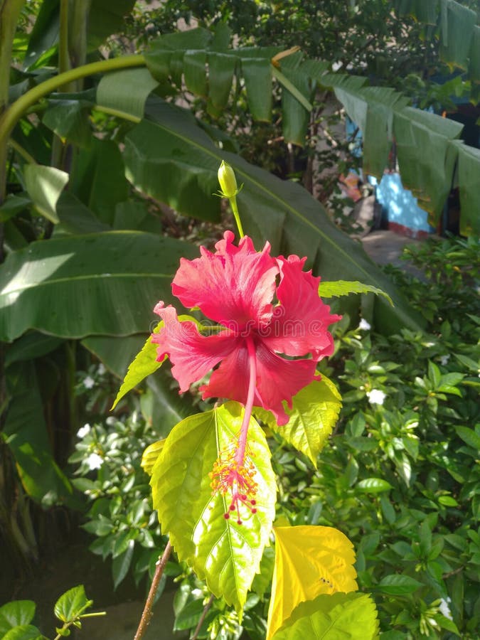 Red China Rose Flower in the Garden Stock Image - Image of evergreen ...