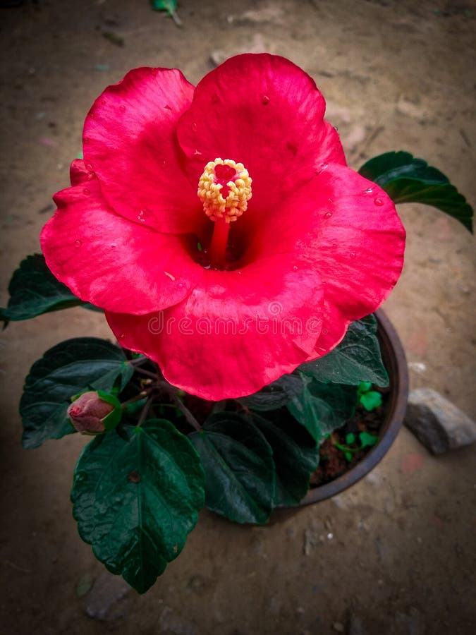 The Red Chinagold Gudhal Flower Stock Photo - Image of glower ...