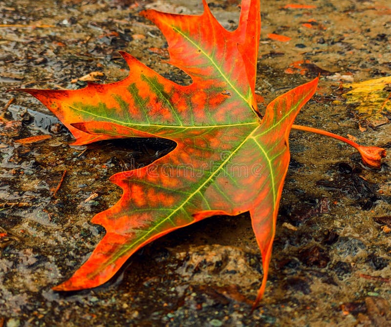 Red Chinar Leaf Stock Photos - Free & Royalty-Free Stock Photos from ...