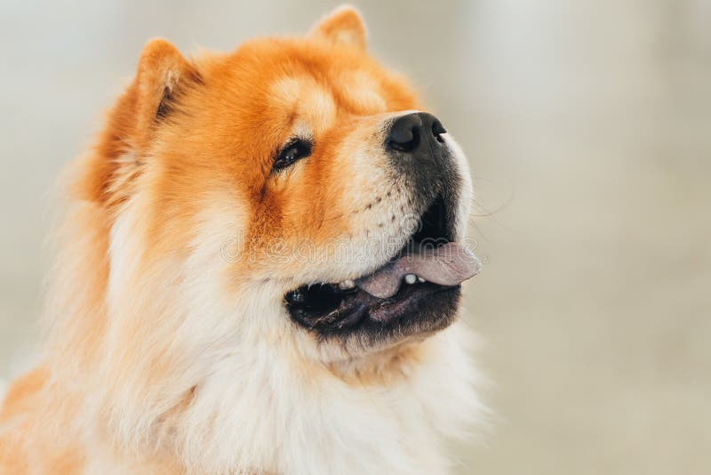 Red Chines Chow Chow Dog Close Up Stock Photo - Image of cute, head ...