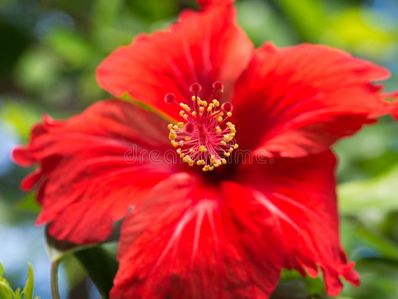 Red Chinese Rose Flower stock photo. Image of garden - 79733612