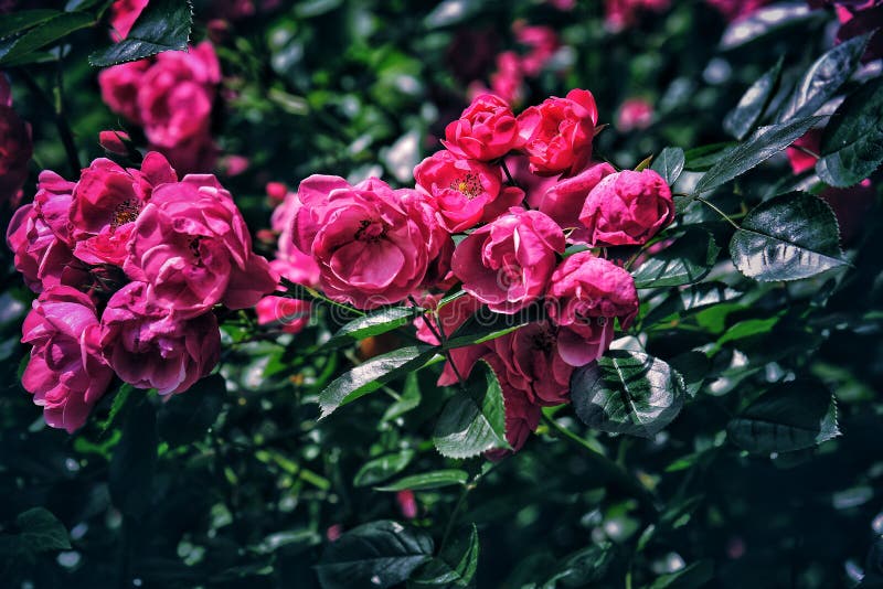 Red Chinese rose stock photo. Image of rose, leaves - 217353702