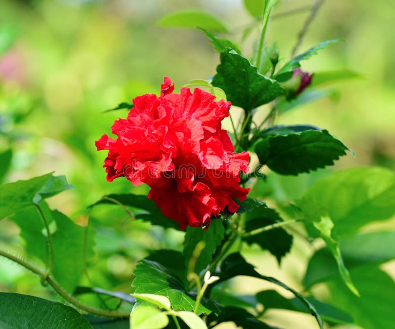 Red Chinese rose on tree stock photo. Image of rosasinensis - 174567088