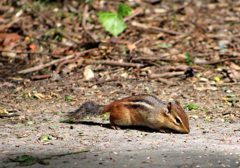 Red Chipmunk stock image. Image of wild, seeds, animal - 22702059