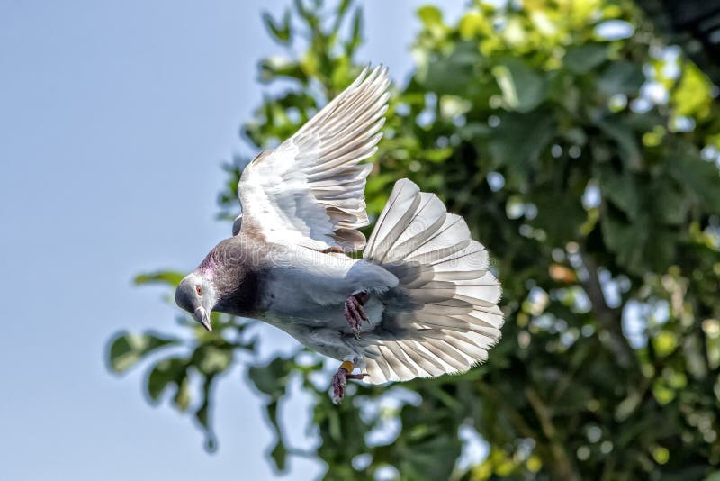 Red Choco Speed Racing Pigeon Bird Flying Mid Air Stock Image - Image ...