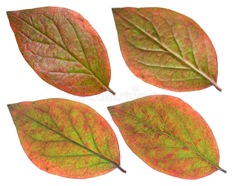 Red Chokeberry leaf stock photo. Image of health, berry - 84586876