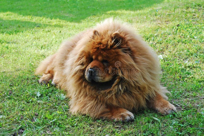 Red Chow Chow Dog on a Green Grass Stock Image - Image of adult, living ...