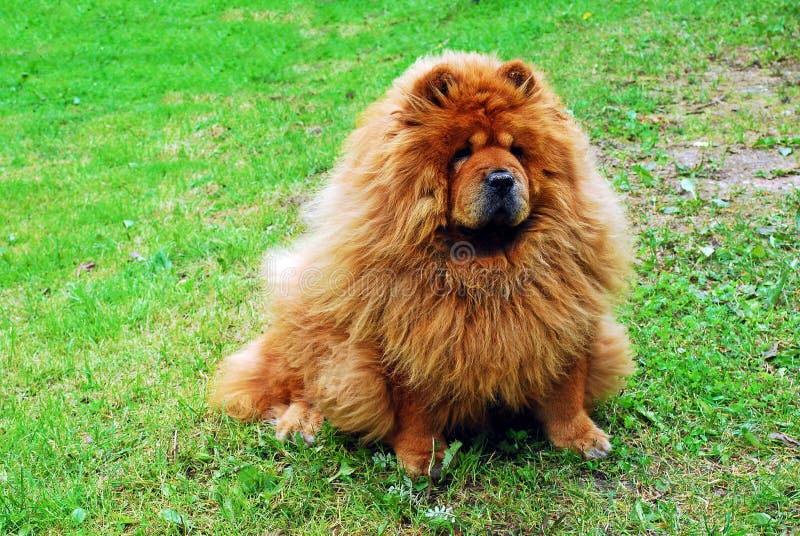 Red Chow Chow Dog on a Green Grass Stock Image - Image of hairy, lovely ...