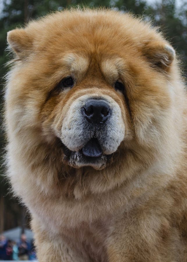 Portrait of Beautiful Red Chow Chow Stock Image - Image of hairy, grass ...