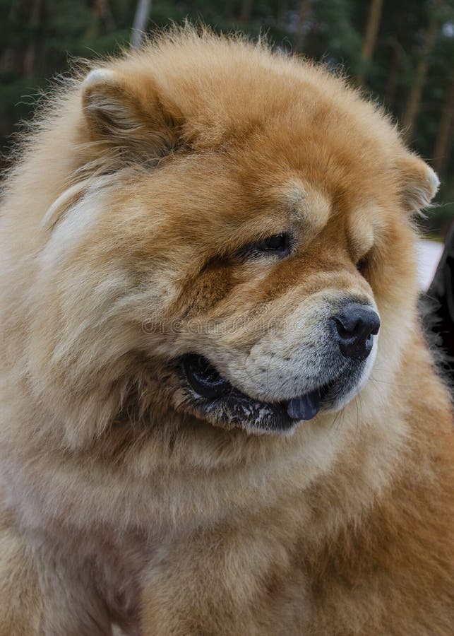 Portrait of Beautiful Red Chow Chow Stock Image - Image of fluffy ...