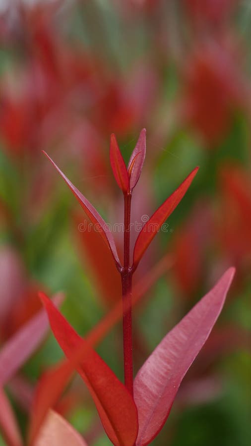 Red Chrisina Plant stock image. Image of beautiful, tree - 78453073