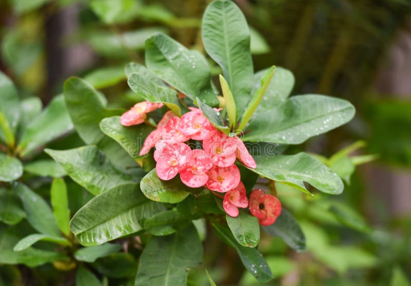 Christ Thorn stock photo. Image of christ, katamukut - 218937116
