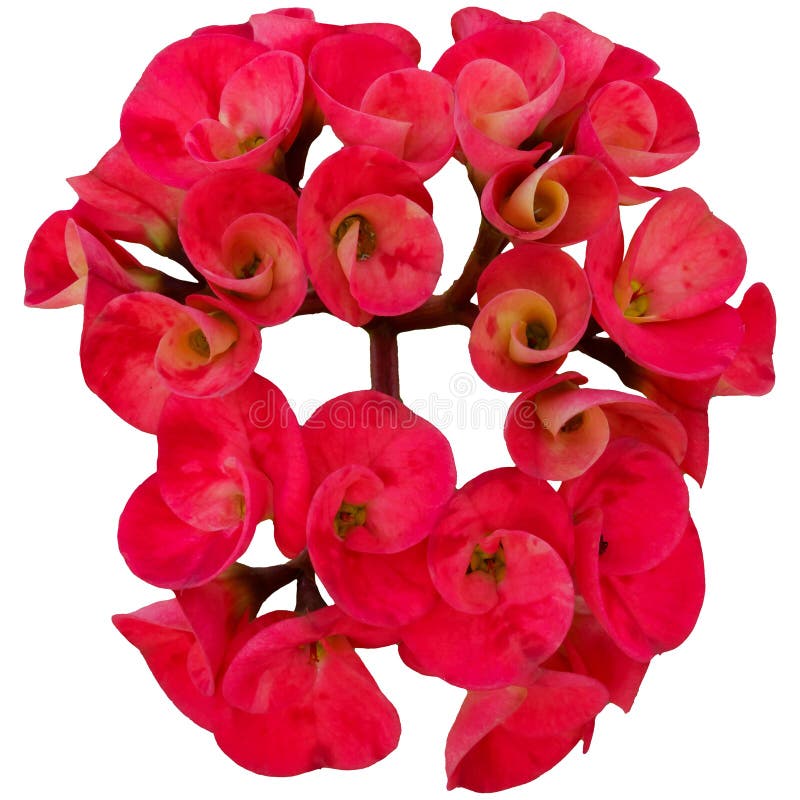 Red Christ Thorn Plant Isolated on White Background. Clipping Path ...