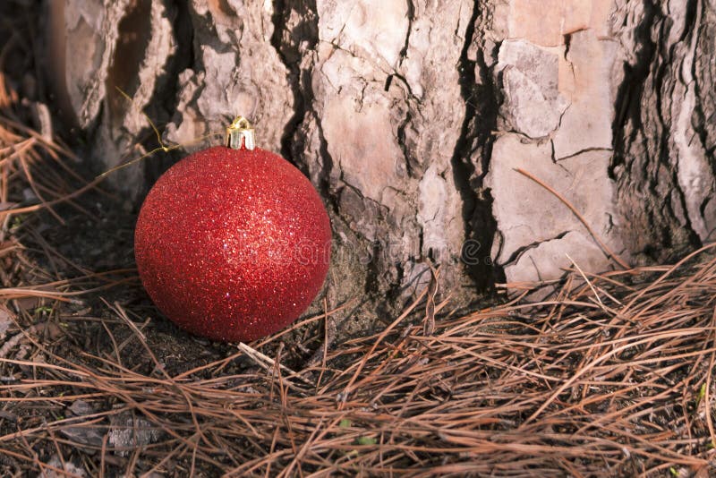 Pine Tree Trunks in the Forest Stock Image - Image of autumn, pinaceae ...