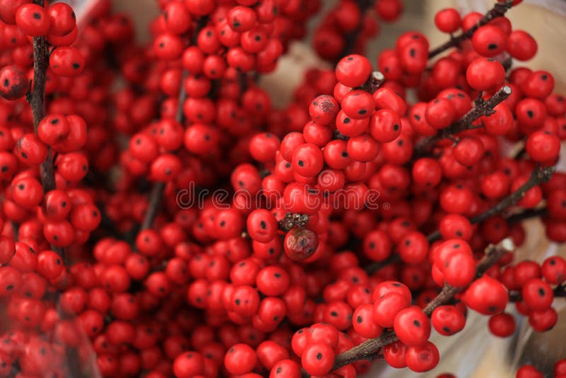 Red Christmas berries stock image. Image of nature, holiday - 76045663