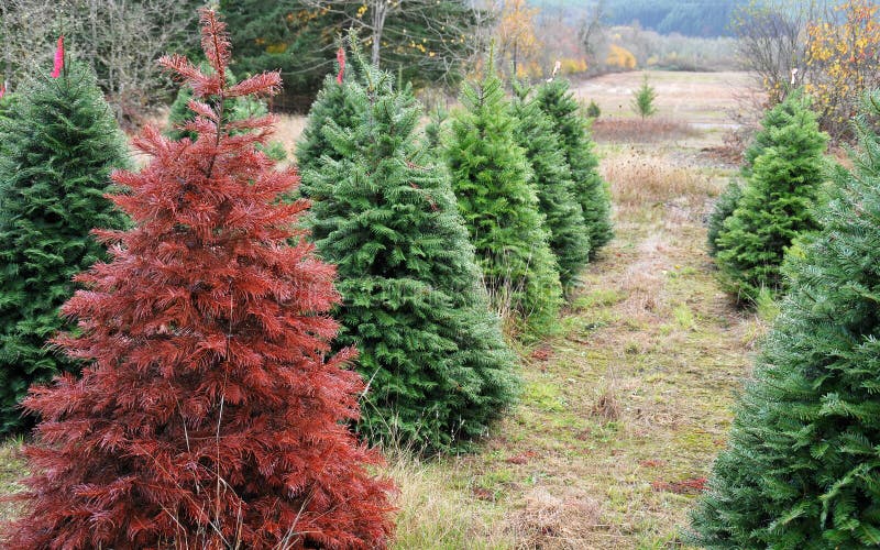 Red Christmas Tree Standing Out from the Crowd Stock Image - Image of ...