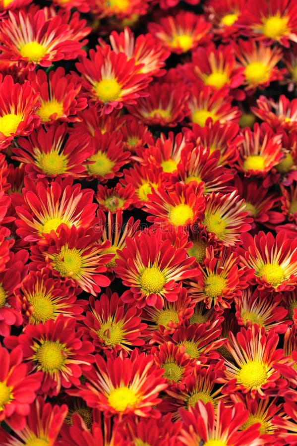 Red chrysanthemum stock photo. Image of chrysanthemi - 28478296