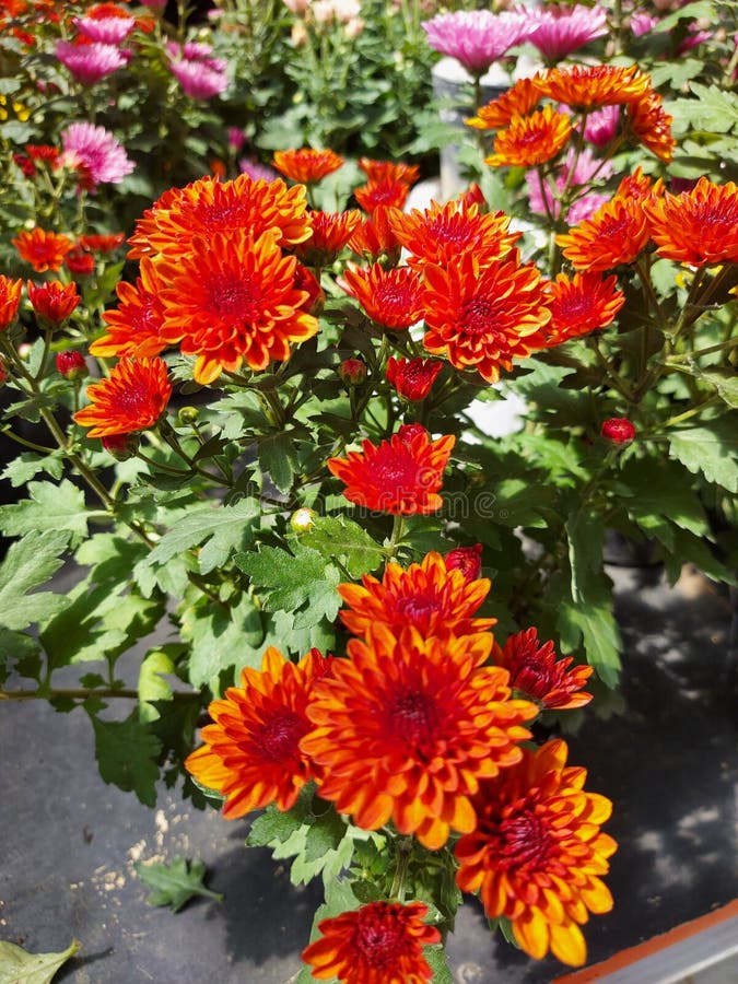 Red Chrysanthemum Flower Blooms so Graciously Under Sunlight Stock ...