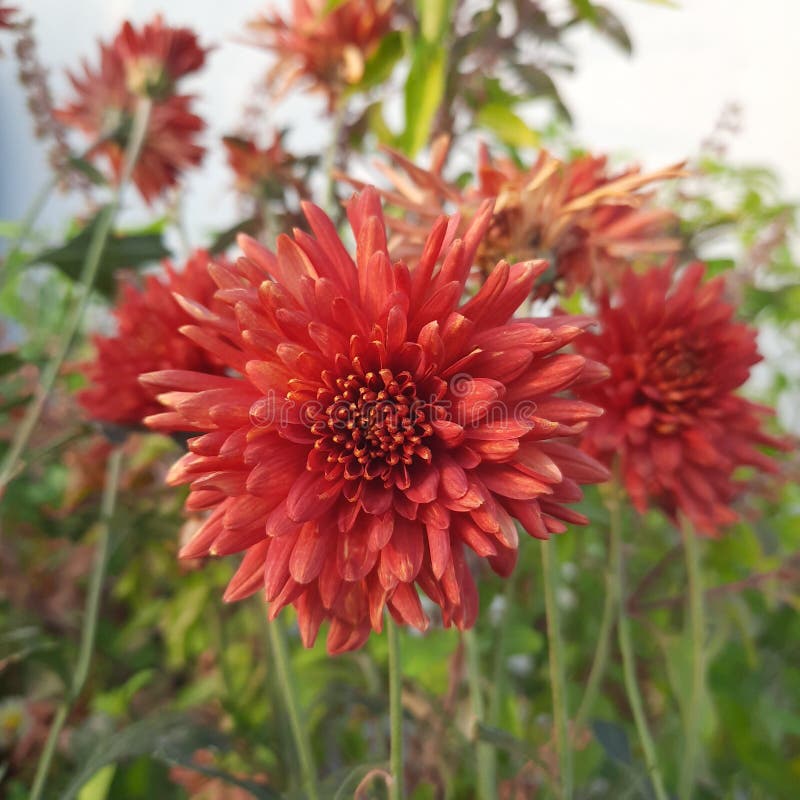 Red Chrysanthemum Flower in the Graden Beautiful Stock Photo - Image of ...