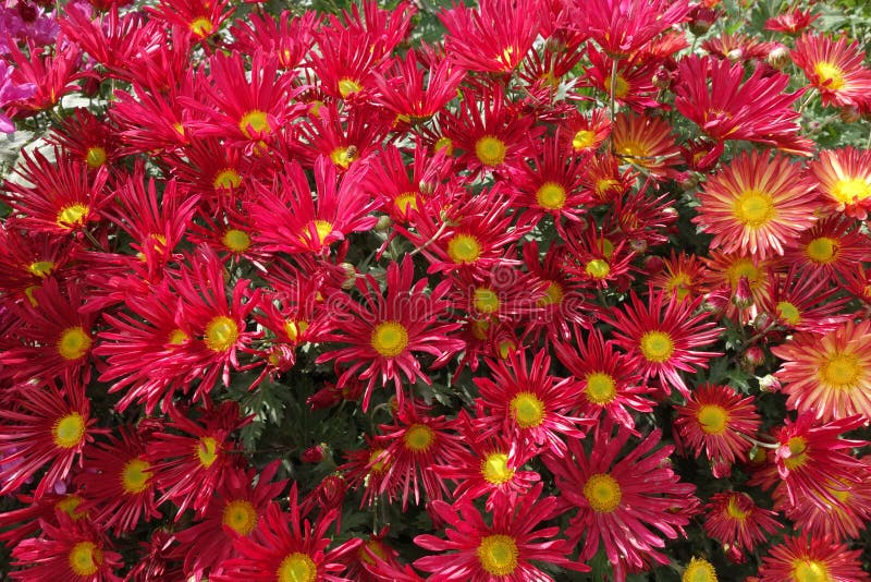 Red chrysanthemum flowers stock image. Image of clean - 34833825