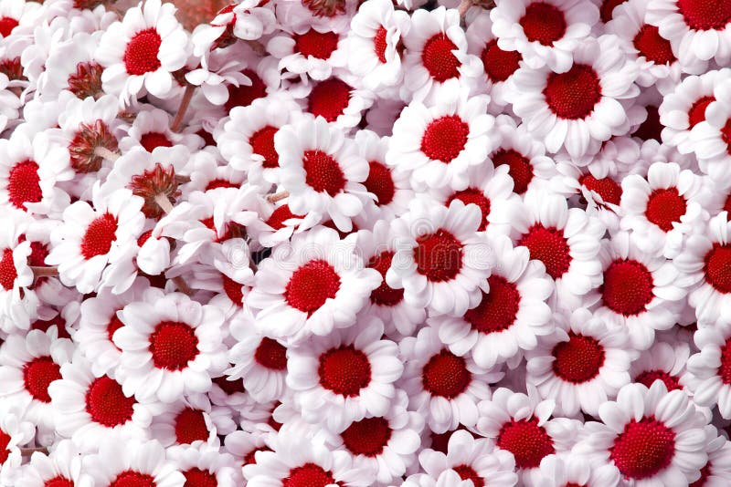 Red Chrysanthemum Santini Flowers Stock Image - Image of blossom ...