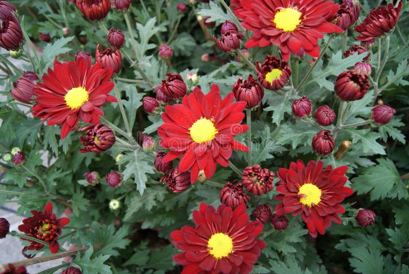 Red chrysanthemums stock image. Image of movement, honey - 12880837