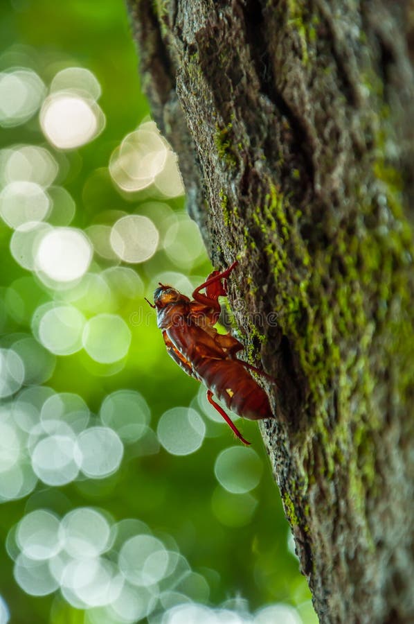 Red cicada stock photo. Image of forest, laughingthrush - 41197034