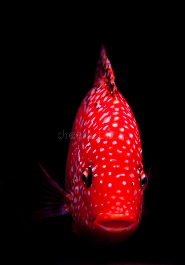 Red cichlid fish stock photo. Image of tropical, head - 31929456